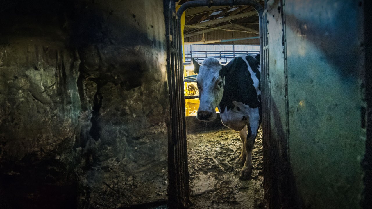 Cow: watch online in good quality (HD) | Film 2021 year