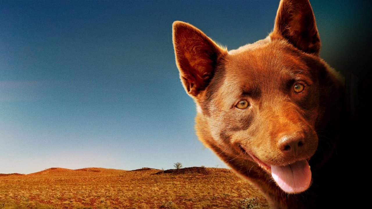 Red Dog: watch online in good quality (HD) | Film 2011 year